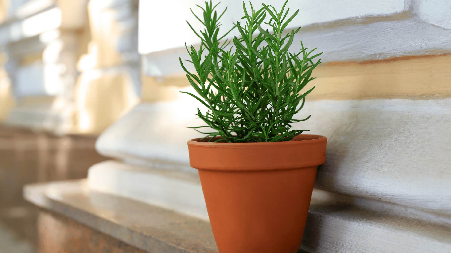 Top 7 Mosquito Repellant Plants For Your Condo This 2023 Blog