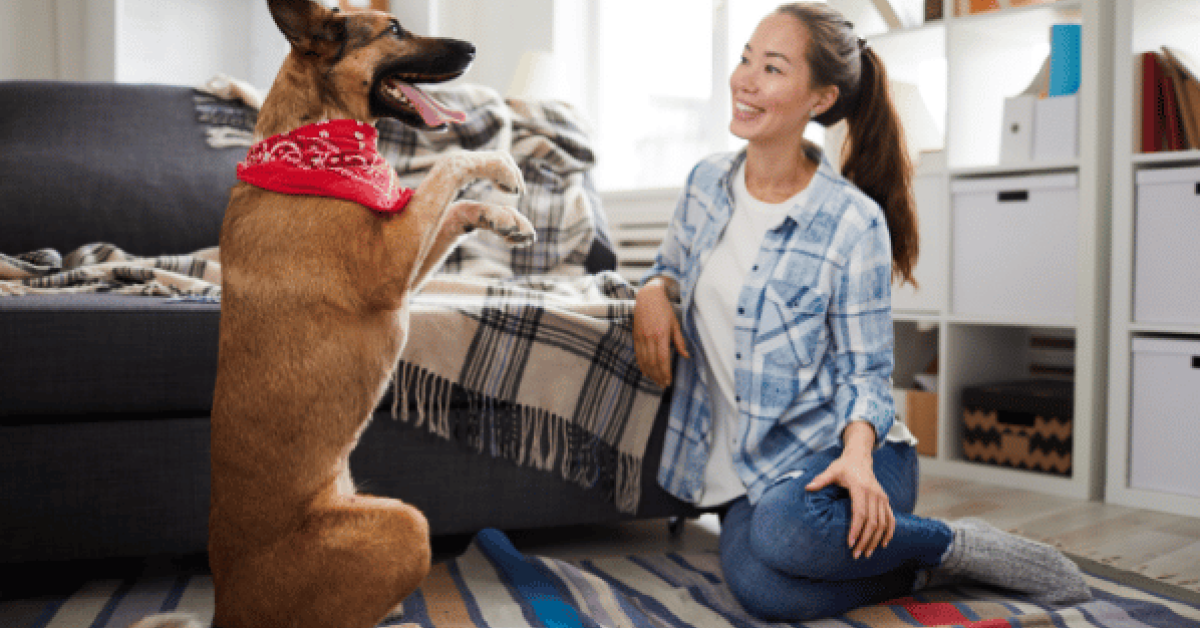 Basic Obedience Training for your Dogs at Home | Blog